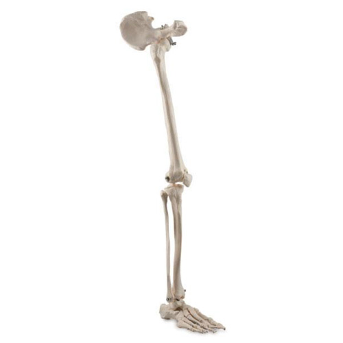 Esqueleto dos Membro Inferiores com metade da Pelve - Simulação na saúde