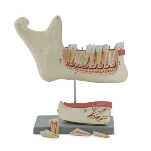 Mandíbula Inferior em 6 partes - Simulação na saúde