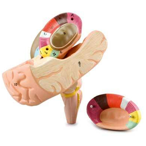 Núcleos basais e cápsula interna para neuroanatomia - Simulação na saúde